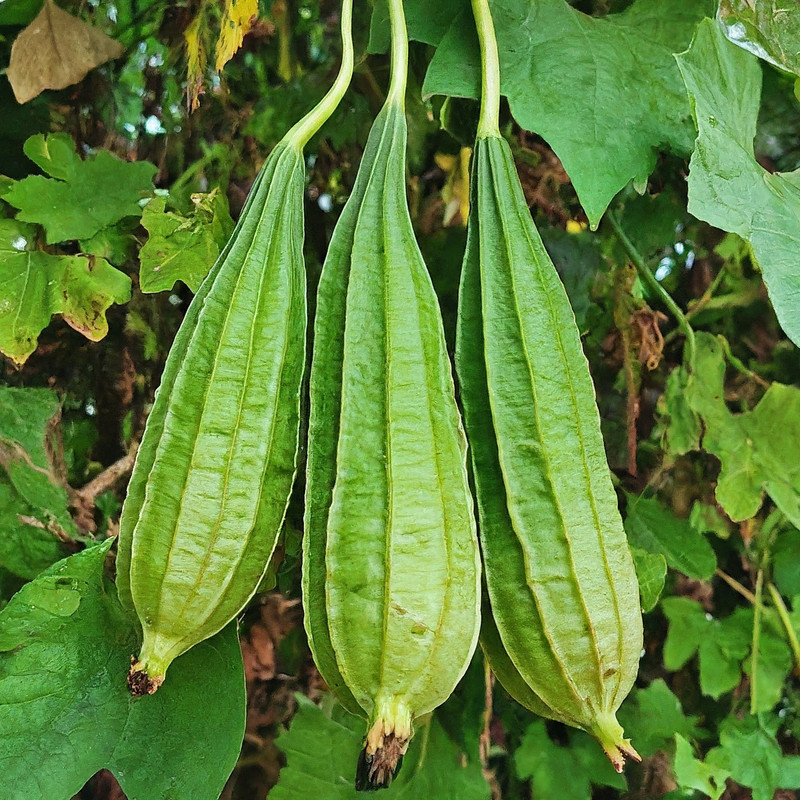 Vegetables ( शाकानि ) - Sanskrit Glossary (Word List) | KST