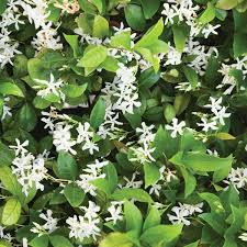 Flowers ( पुष्पाणि ) - Sanskrit Glossary (Word List) | KST